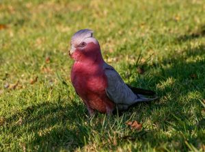 20 Reasons Why Parrots Make Good Pets - Parrot Website