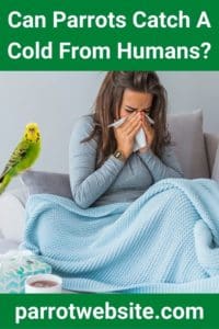 Can Parrots Catch A Cold From Humans? (Find Out!) - Parrot Website