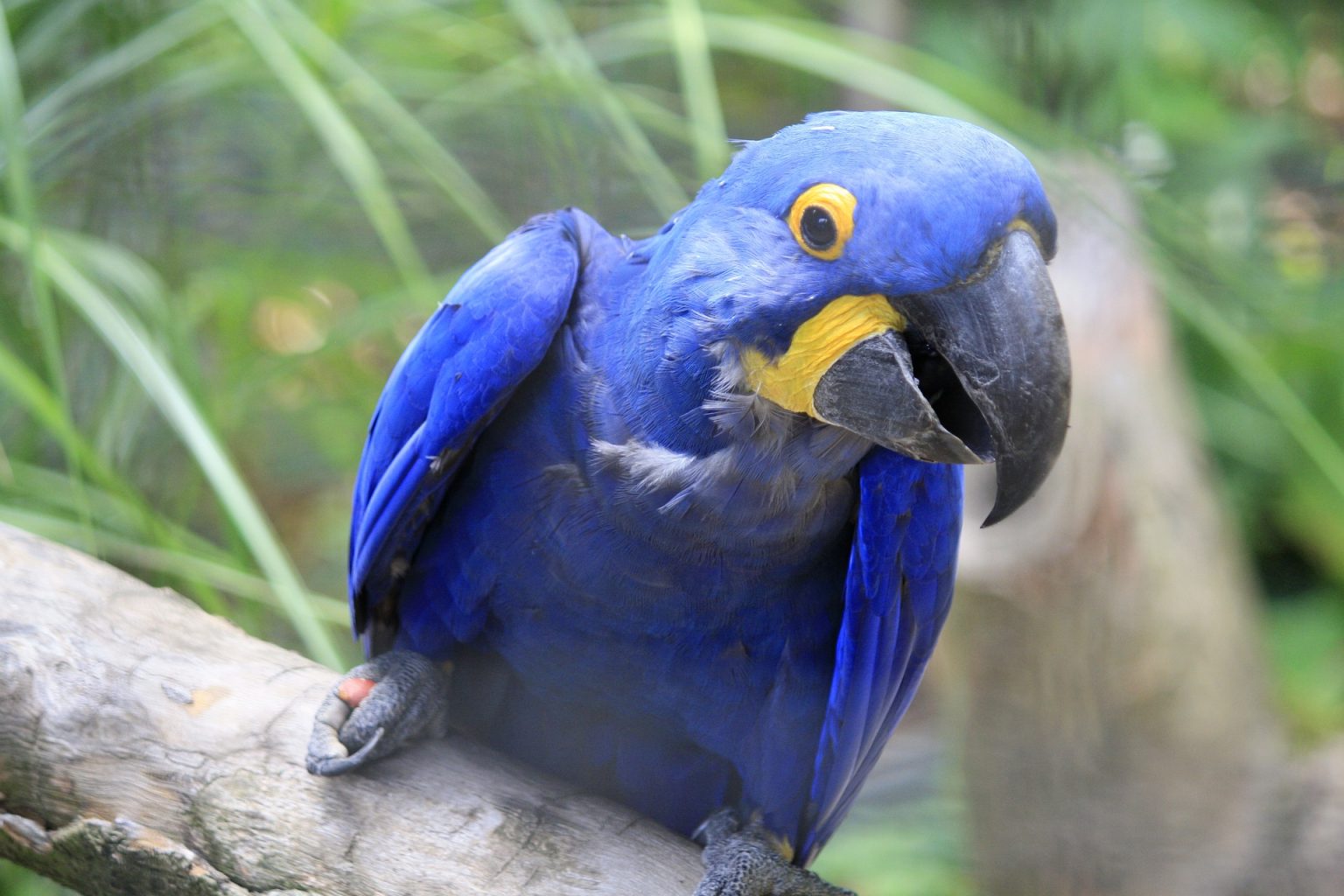 Do Parrots Have Good Hearing? - Parrot Website