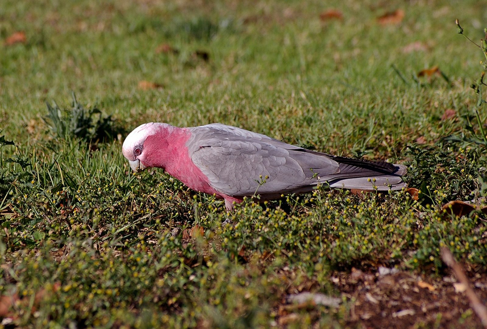 Can I Keep A Galah As A Pet? (Find Out!) - Parrot Website