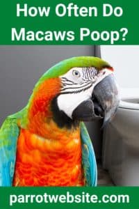 How Often Do Macaws Poop? (Find Out!) - Parrot Website