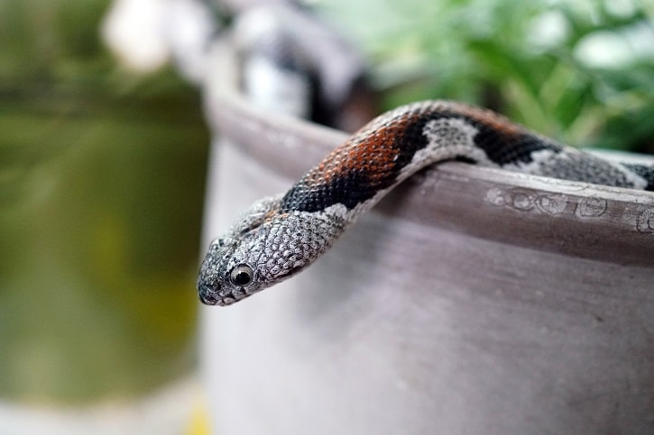 Can Parrots Live With Snakes? (Revealed!) - Parrot Website