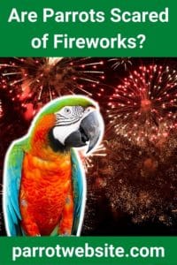 Are Parrots Scared of Fireworks? (Find Out!) - Parrot Website