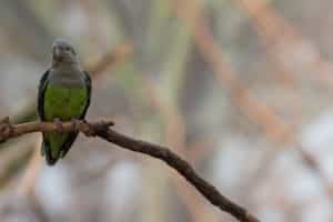 9 Types of Lovebirds (With Photos) - Parrot Website