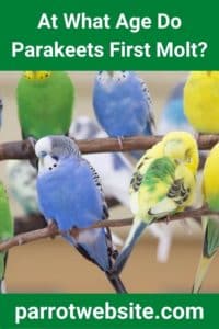 At What Age Do Parakeets First Molt? (Answered!) - Parrot Website