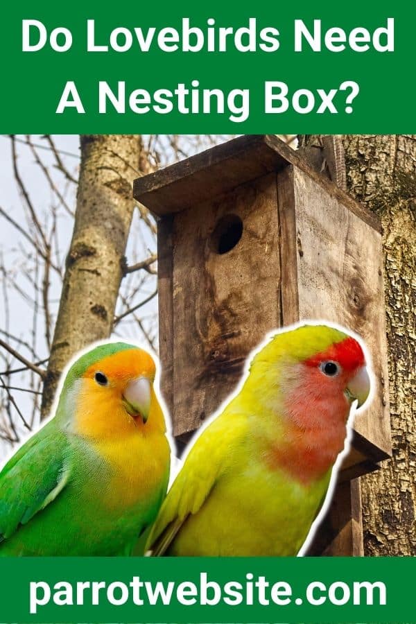 Do Lovebirds Need A Nesting Box Answered Parrot Website