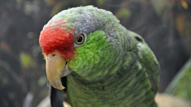 How Many Types of Green Parrots are There? - Parrot Website
