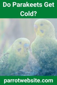 Do Parakeets Get Cold? (Answered!) - Parrot Website