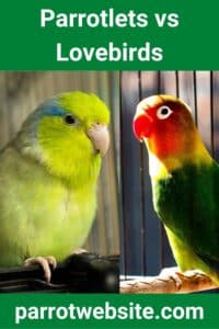 Parrotlets vs Lovebirds (What's The Difference?) - Parrot Website