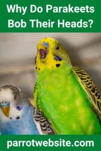 Why Do Parakeets Bob Their Heads? (Explained!) - Parrot Website