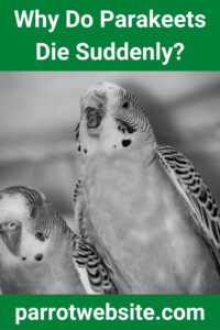 Why Do Parakeets Die Suddenly? (Answered!) - Parrot Website